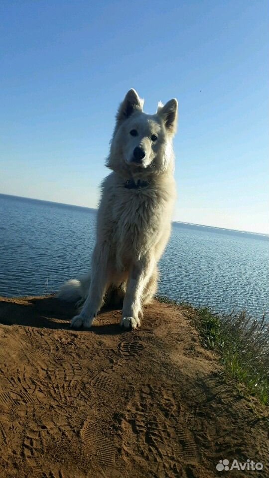 Кобель бшо вязка