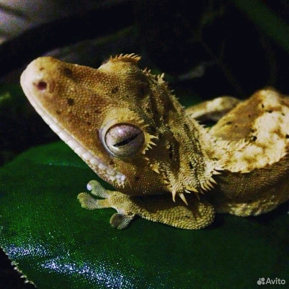 Реснитчатый геккон бананоед самец +террариум