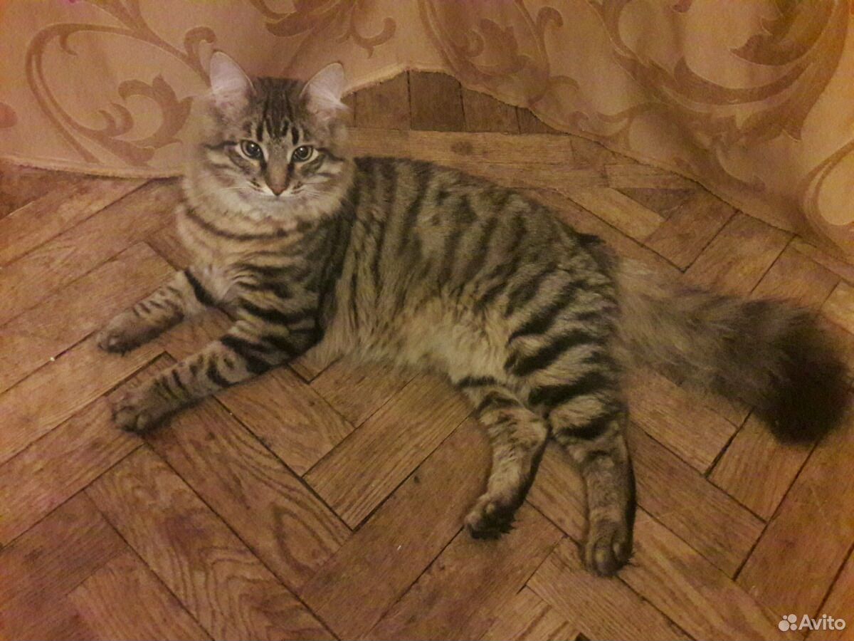 Кот сибирский