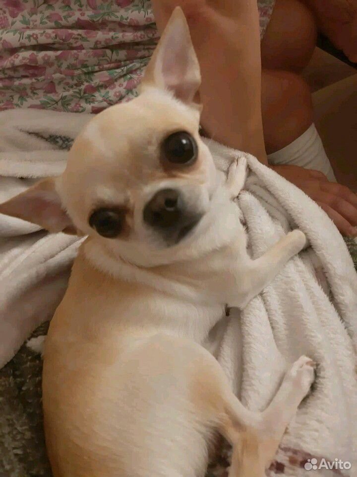 Вязка чихуа