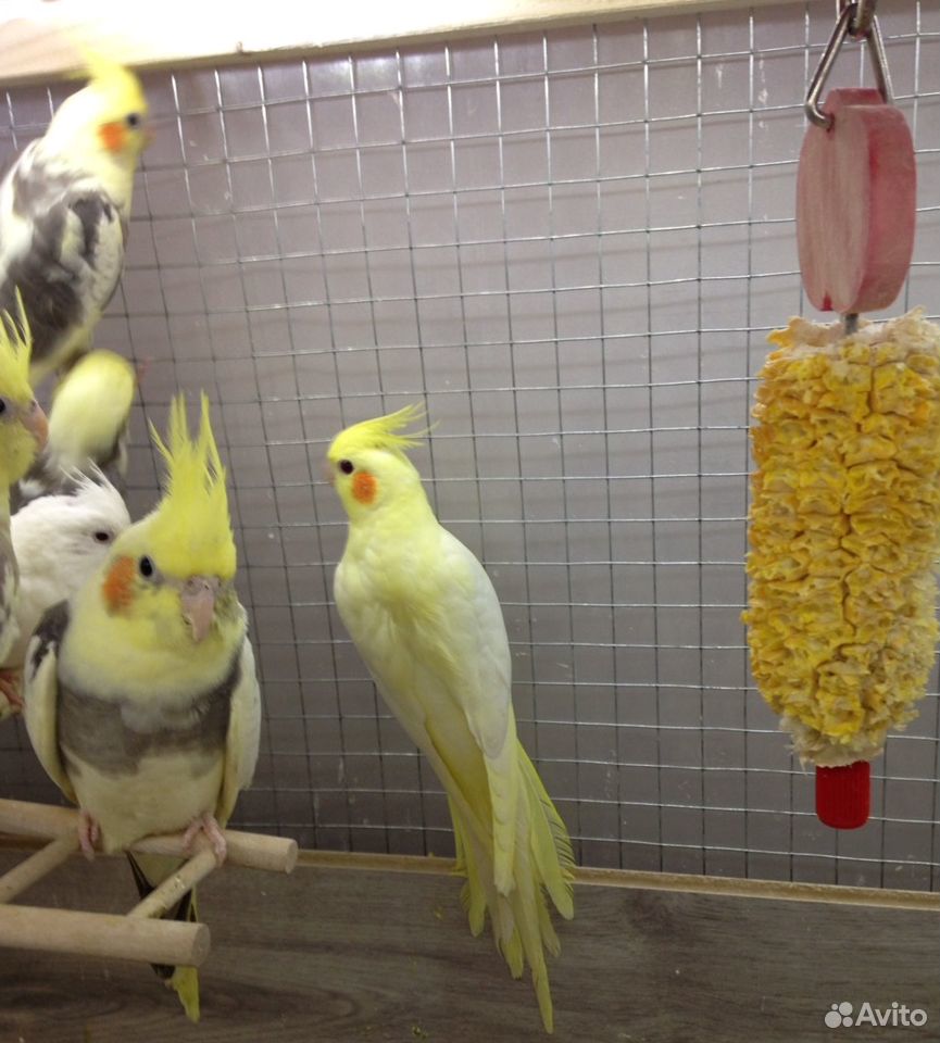 Попугай ручной корелла