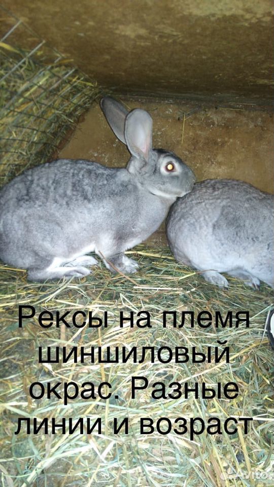Кролики рексы,шиншилловый окрас, полтавское серебр