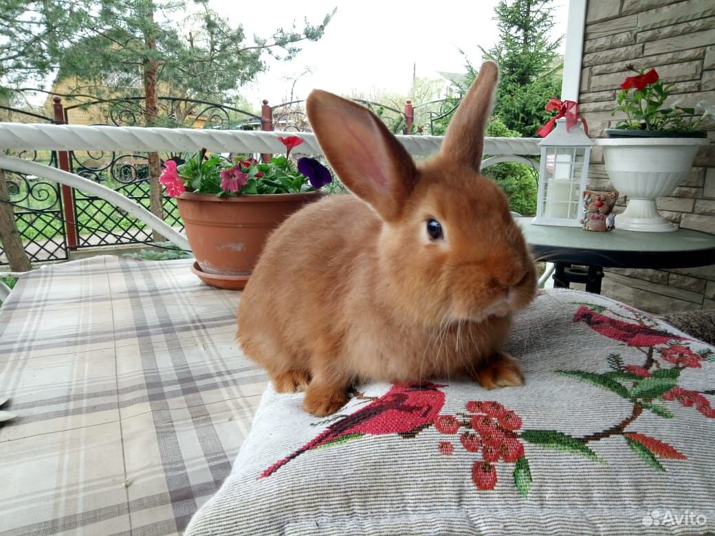 Нзк самцы и самки