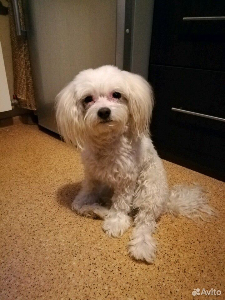 Кобель китайской хохлатой мини для вязки