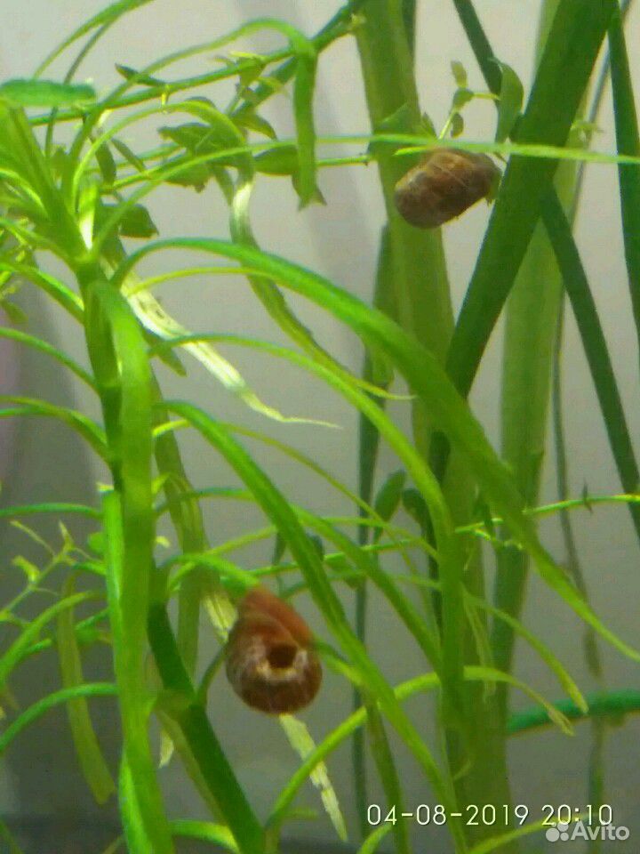 Улитки катушки аквариумные