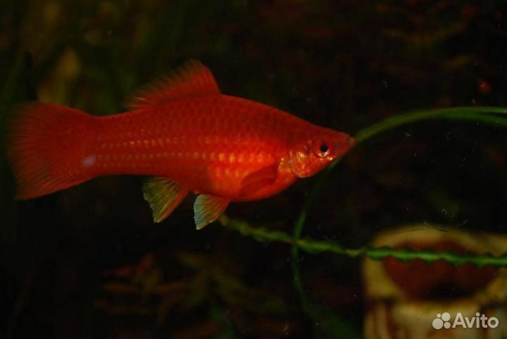 Молодые меченосцы