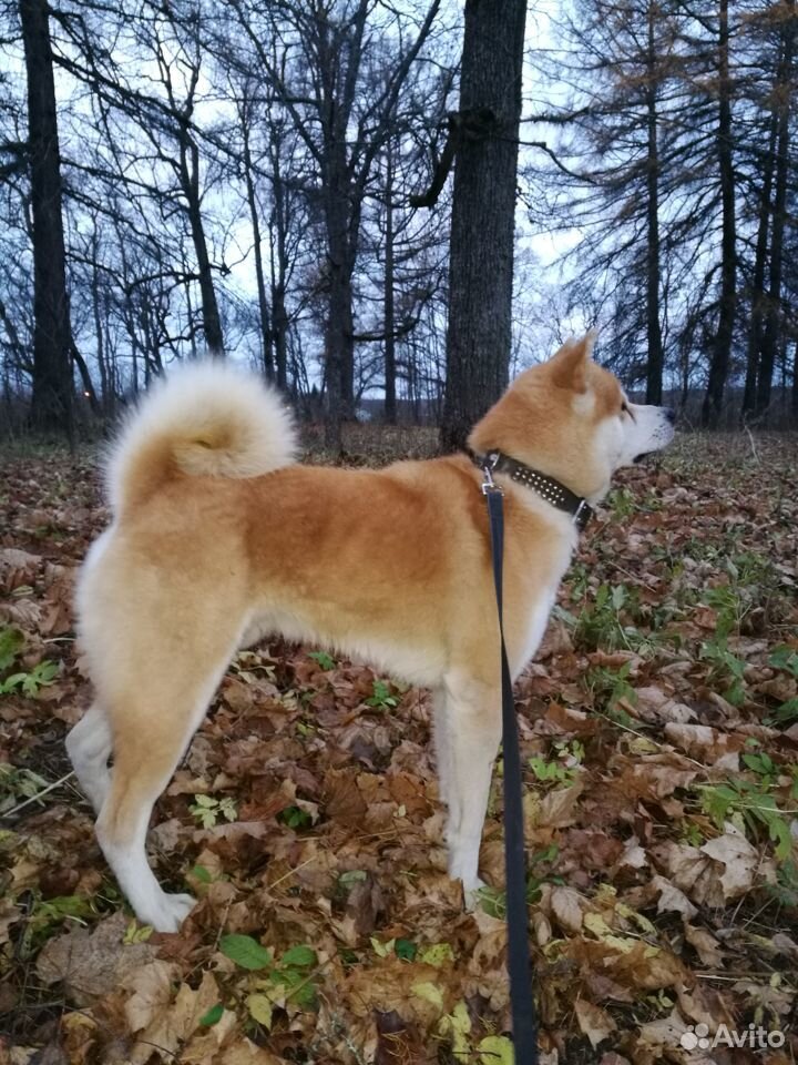 Кобель для вязки