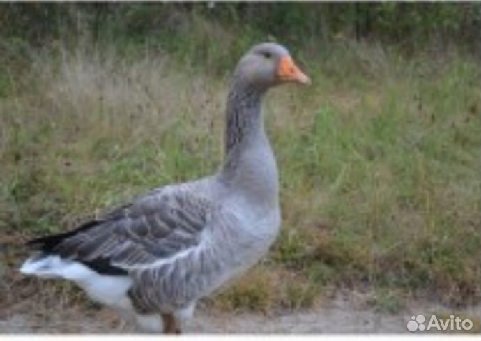 Продам холмагорского гуся, и серых гусок