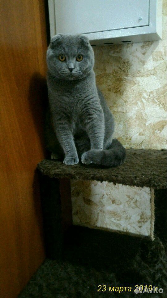 Кот Цезарь,ждет невест