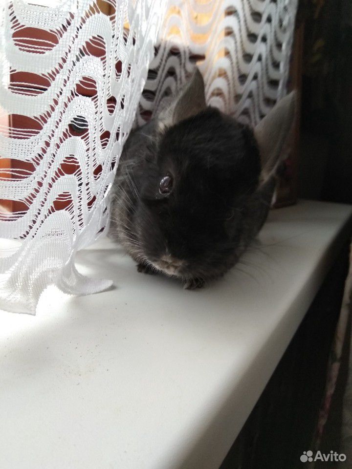 Шиншилла девочка чёрный бархат