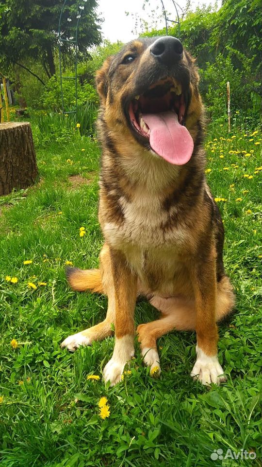 Активная, веселая Маня ищет дом