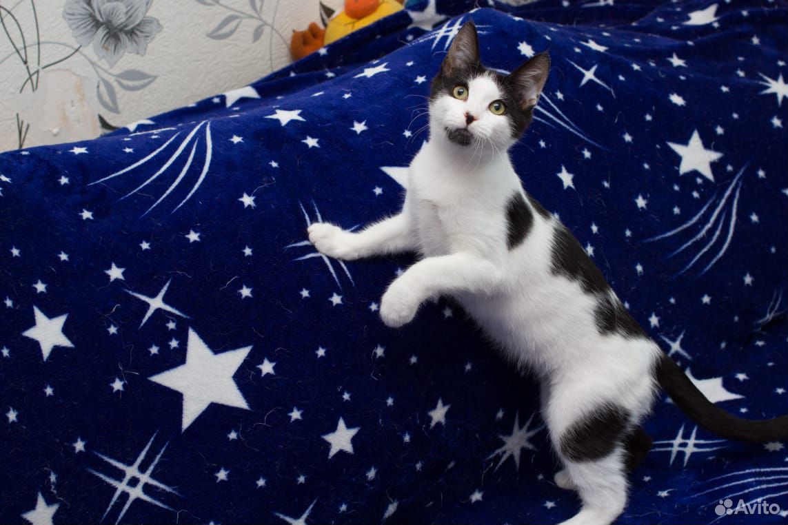 Супер-девочки в поисках дома