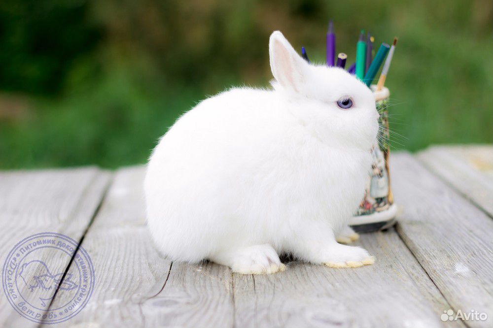 Декоративный кролик минор белый голубоглазый