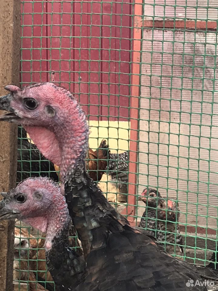 Индюки подростки