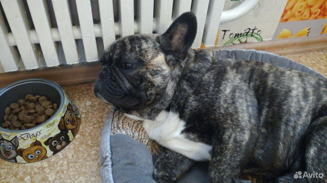 Красавчик ищет красотку