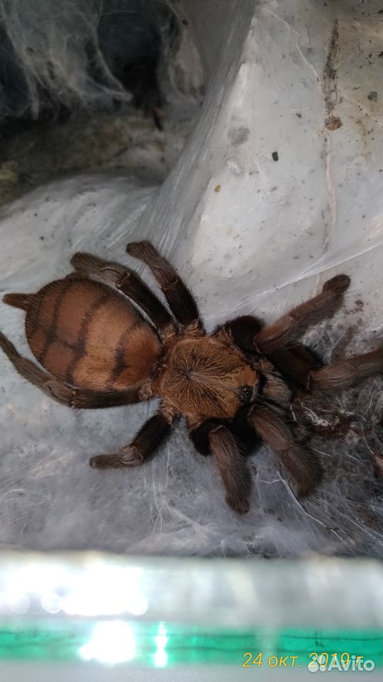 Пауки птицееды