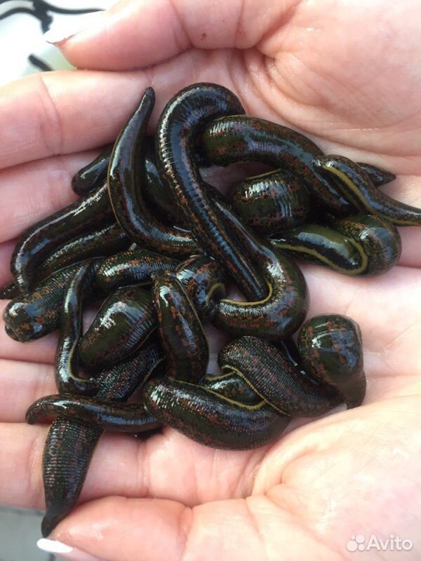 Пиявки крупные и средние