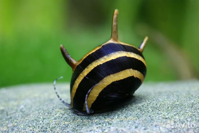 Улитка рогатая (Clithon diadema)
