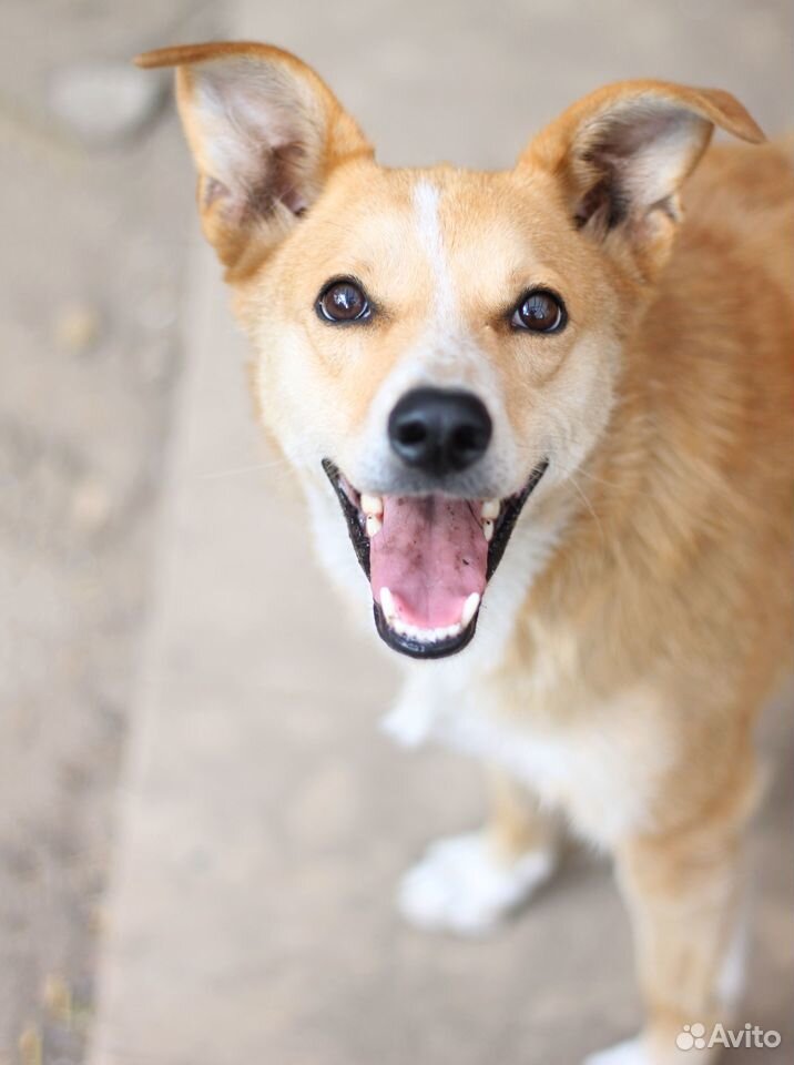Веселая пампушка Ромашка