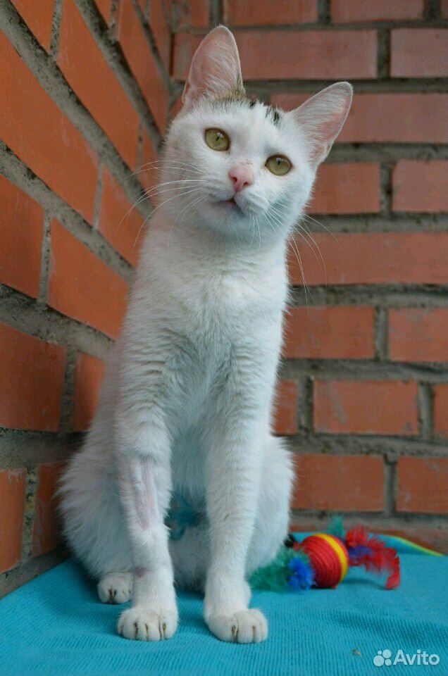 Молодая стерильная кошечка Лана