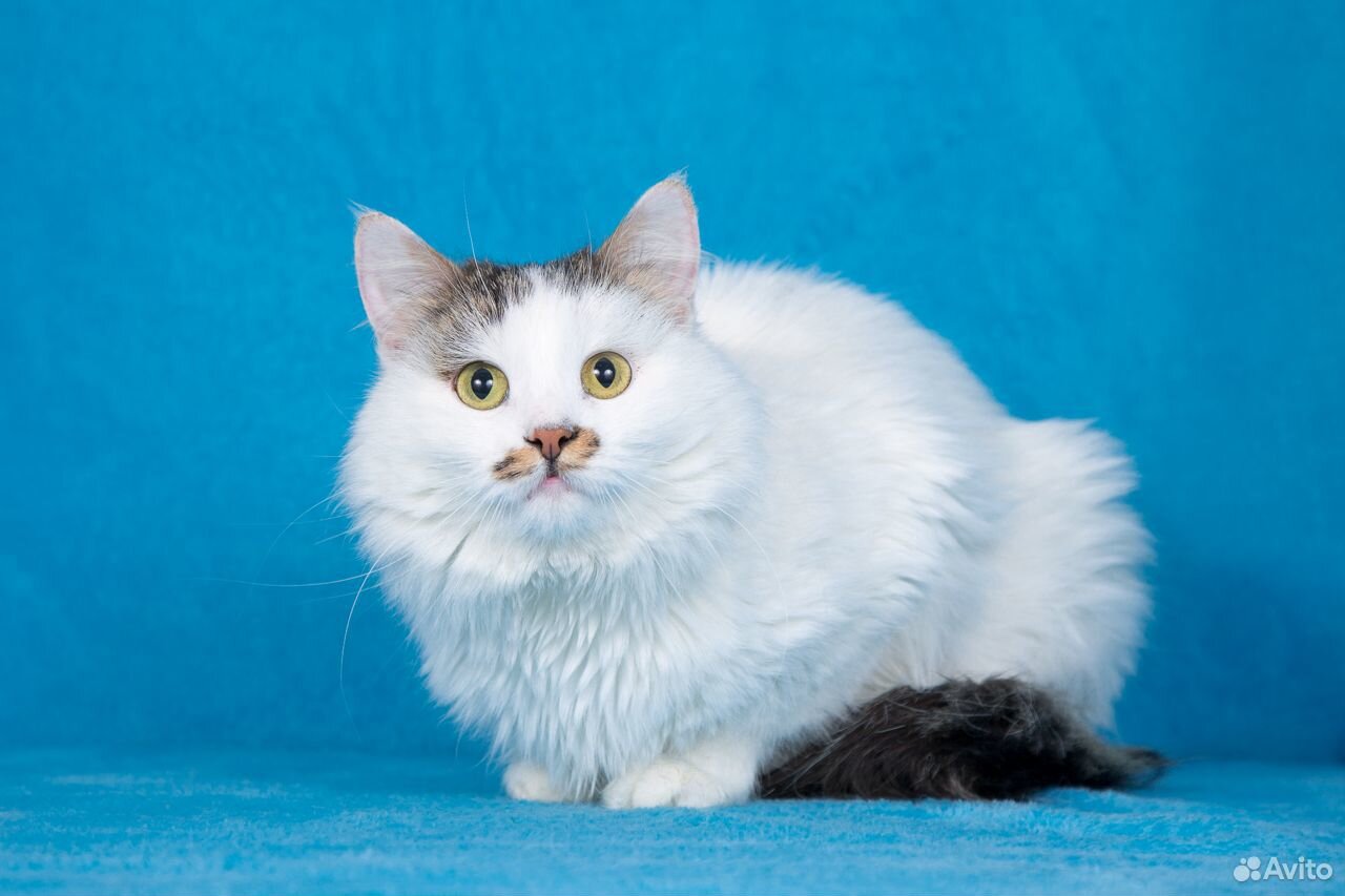 Милая ласковая кошечка Ева