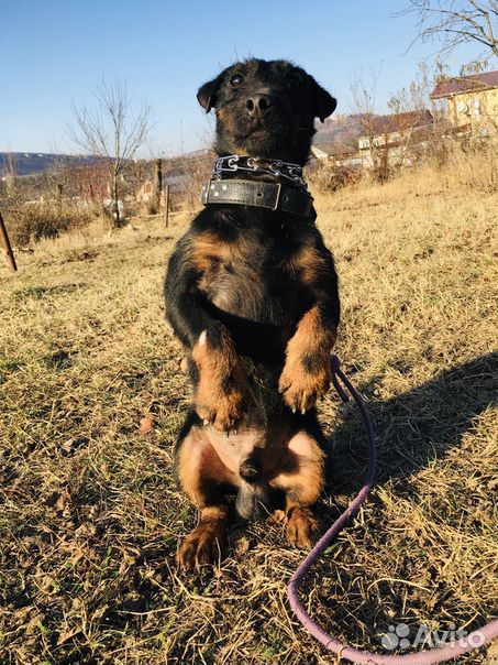 Вязка,кобель ягдтерьера