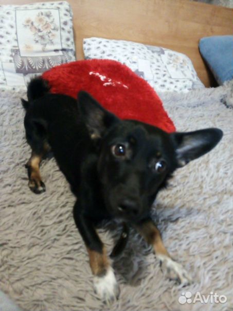Собака стерилизованая для квартиры