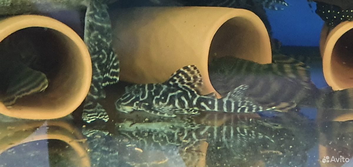 L-333 Hypancistrus sp.Xingu "Golden Tiger"