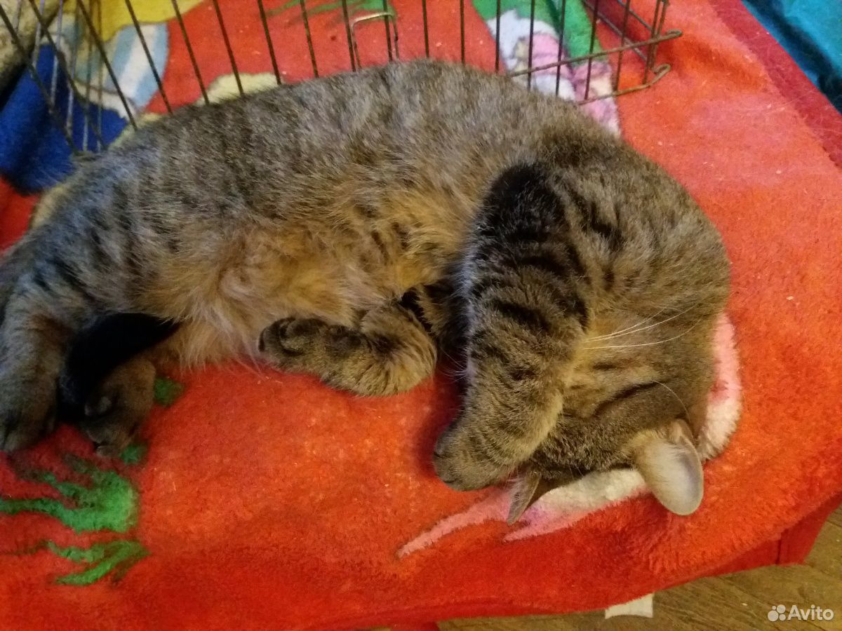 Кошечка ляля в ответственные добрые руки