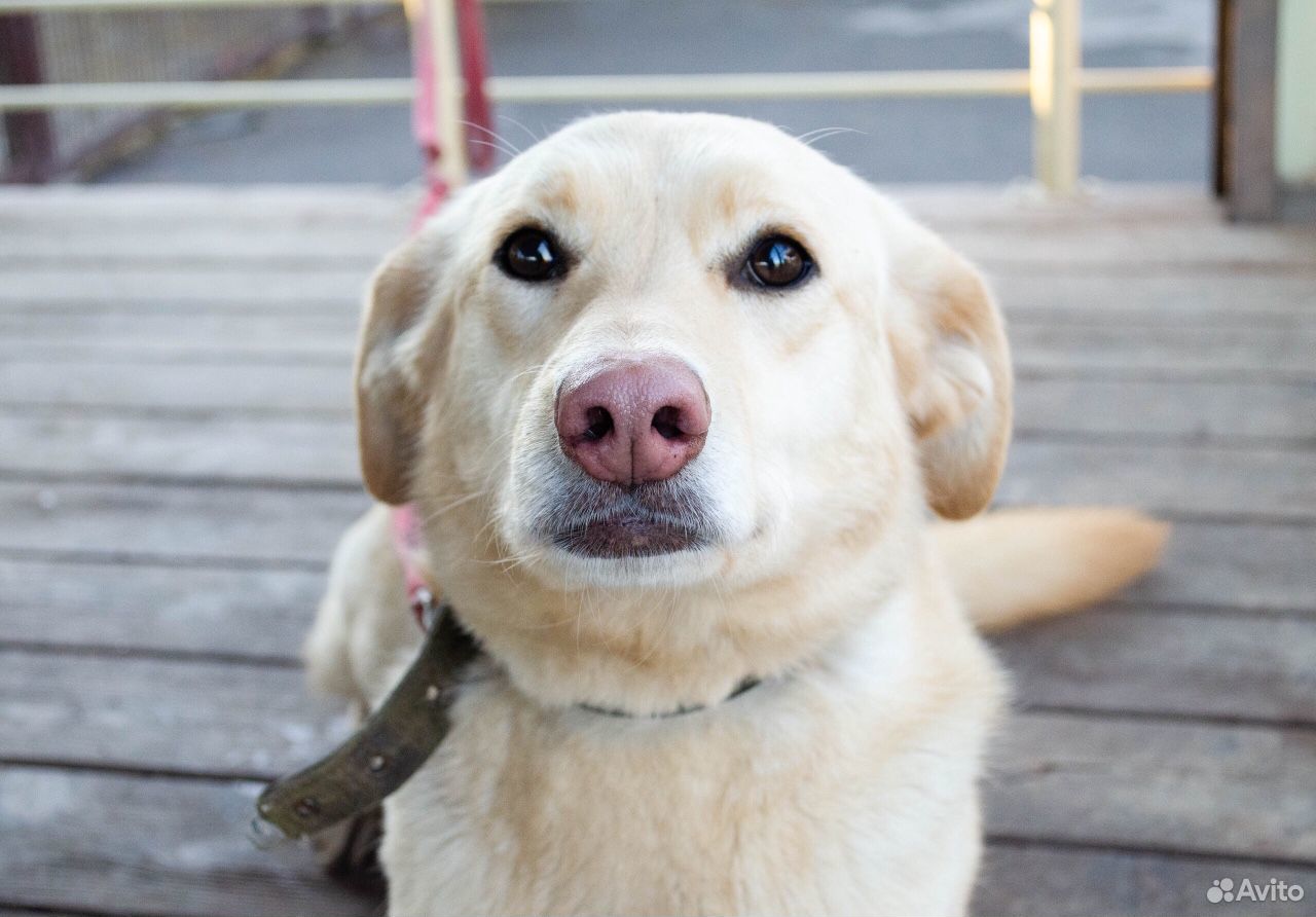 Собака в добрые руки