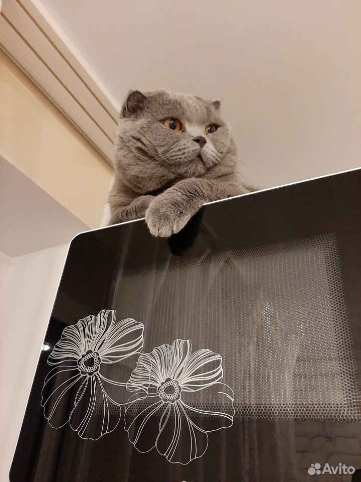 Вязка с котом