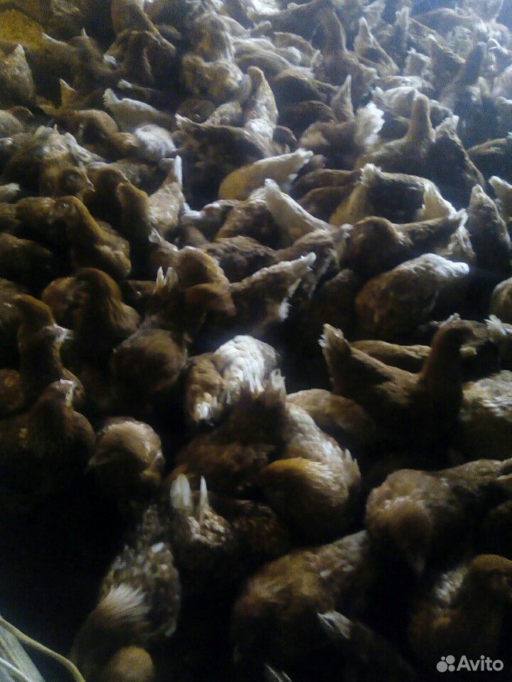 Куры молодки кросс Ломан Браун 140 дней