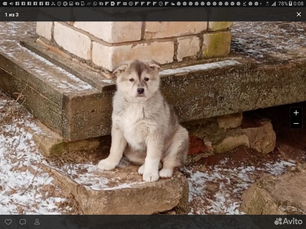Щенок метиска лайки в добрые руки