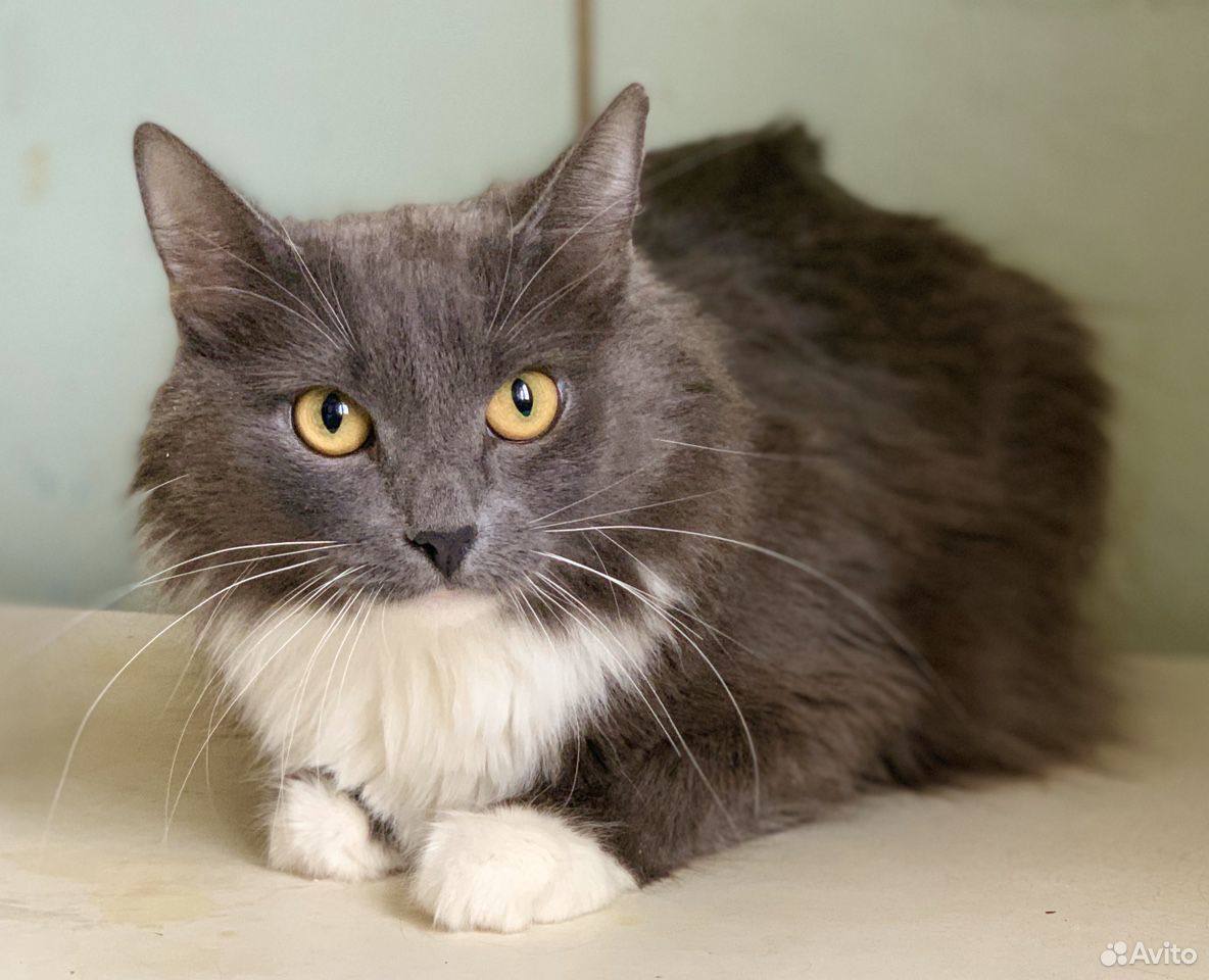 Кошка Адель ищет домс