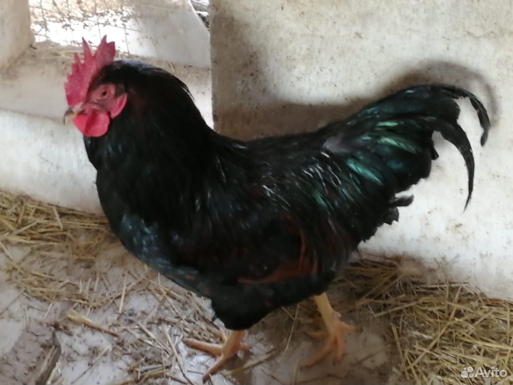 Петух Барневельдер 1год