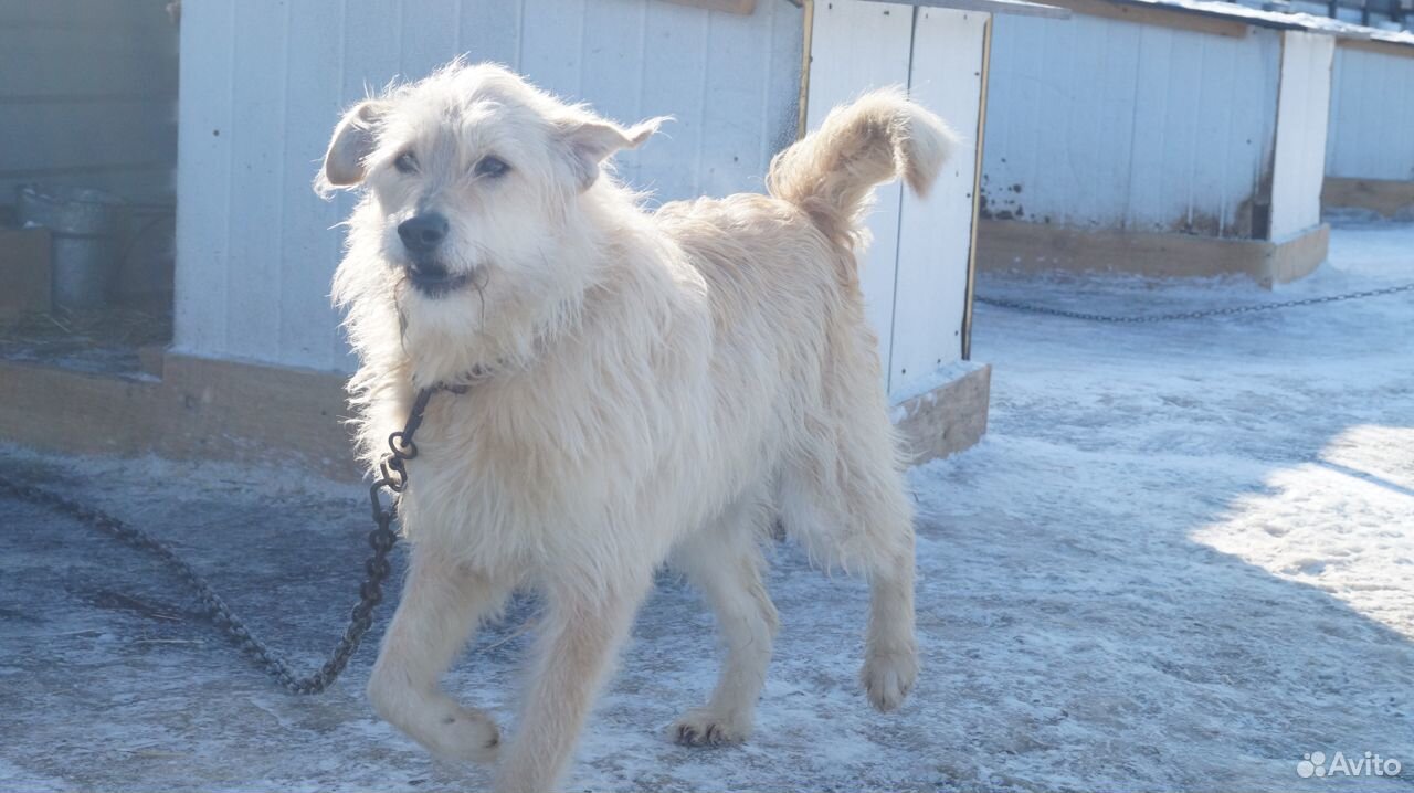 Собака из приюта Друг