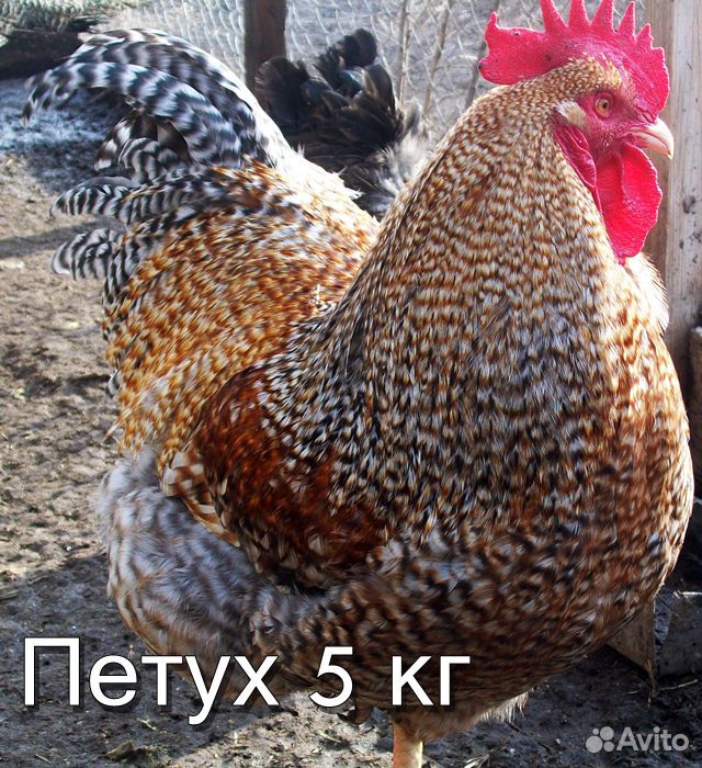 Куры Билефельдер молодняк семья обмен на индюшек