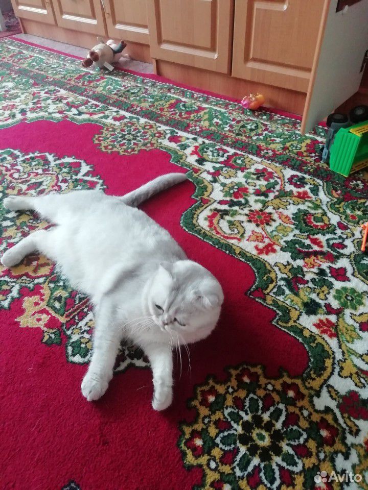 Кот