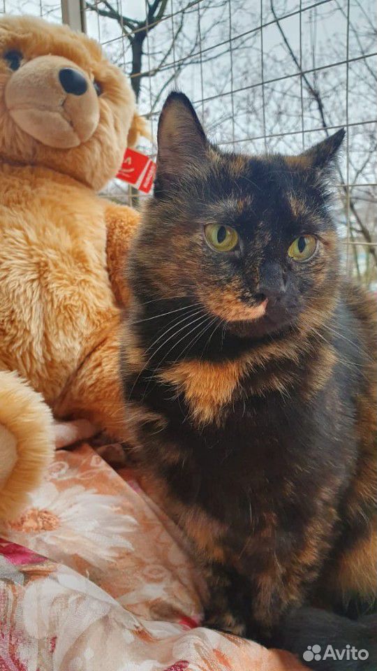 Кошечка,метис британца