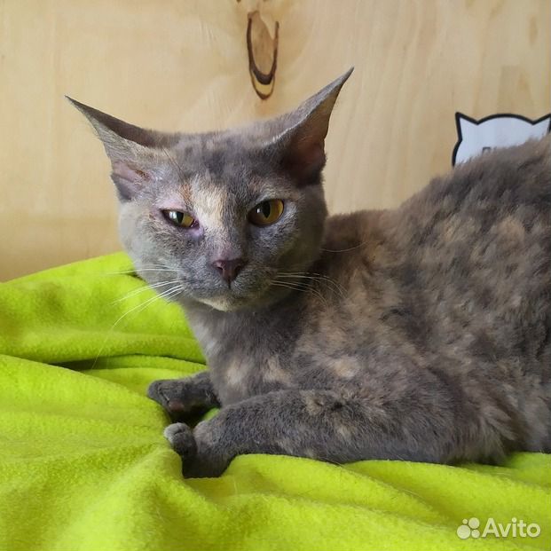 Кошечка Мюмла, 8 мес (из приюта)