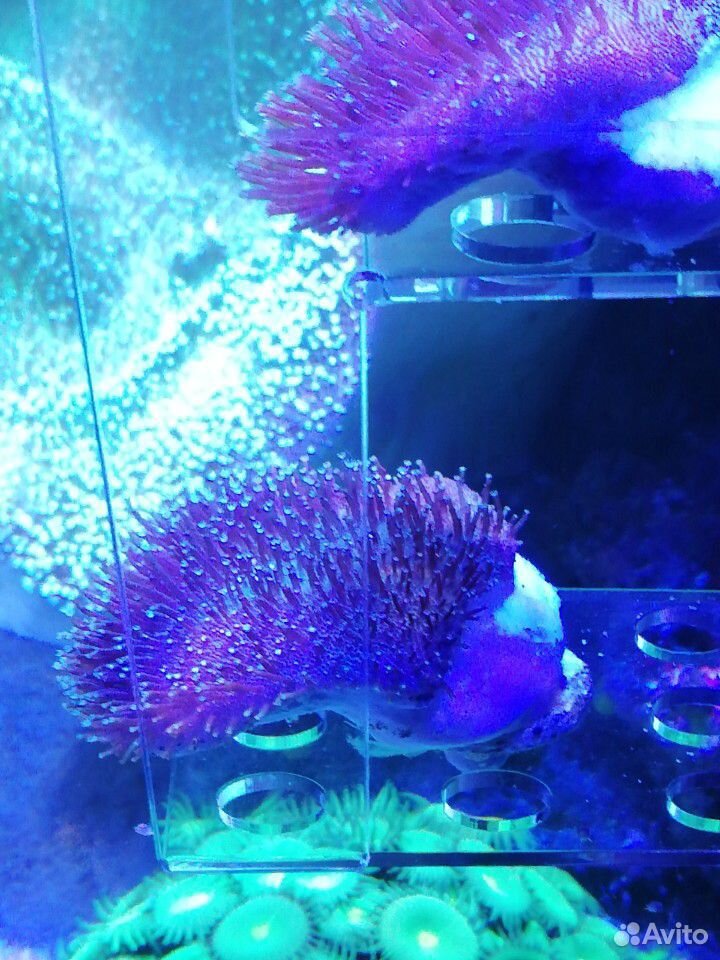 Морской коралл Саркофитон