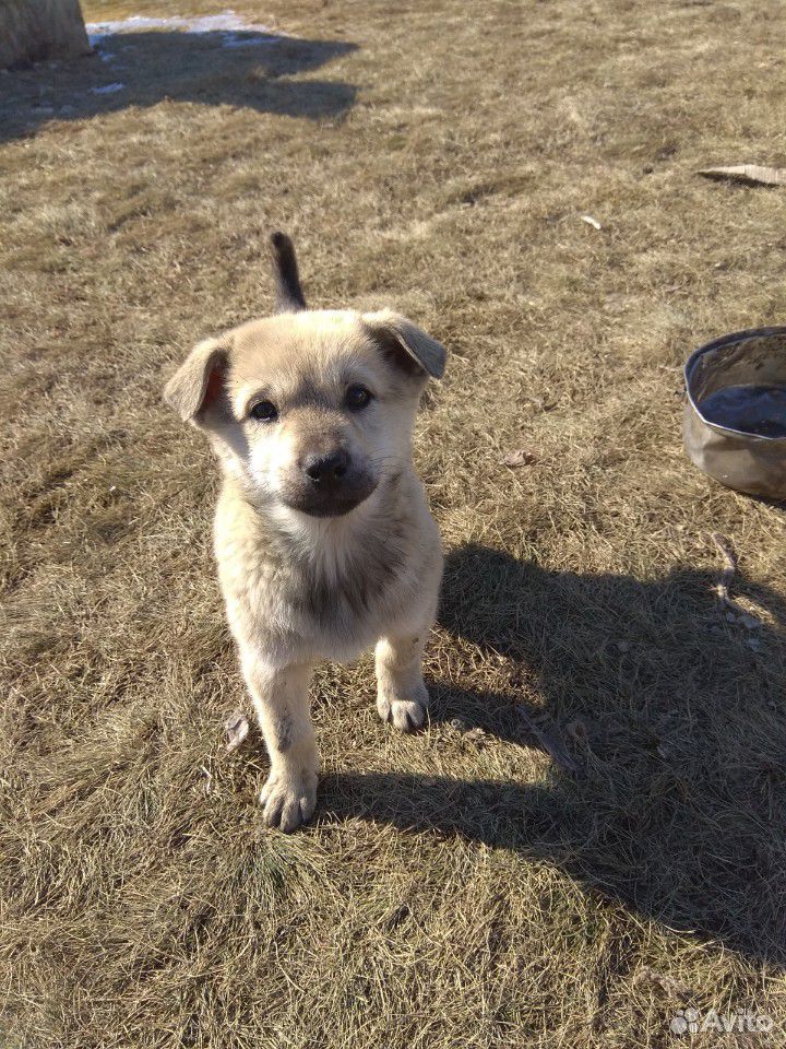 Щенки щенята собака в дар
