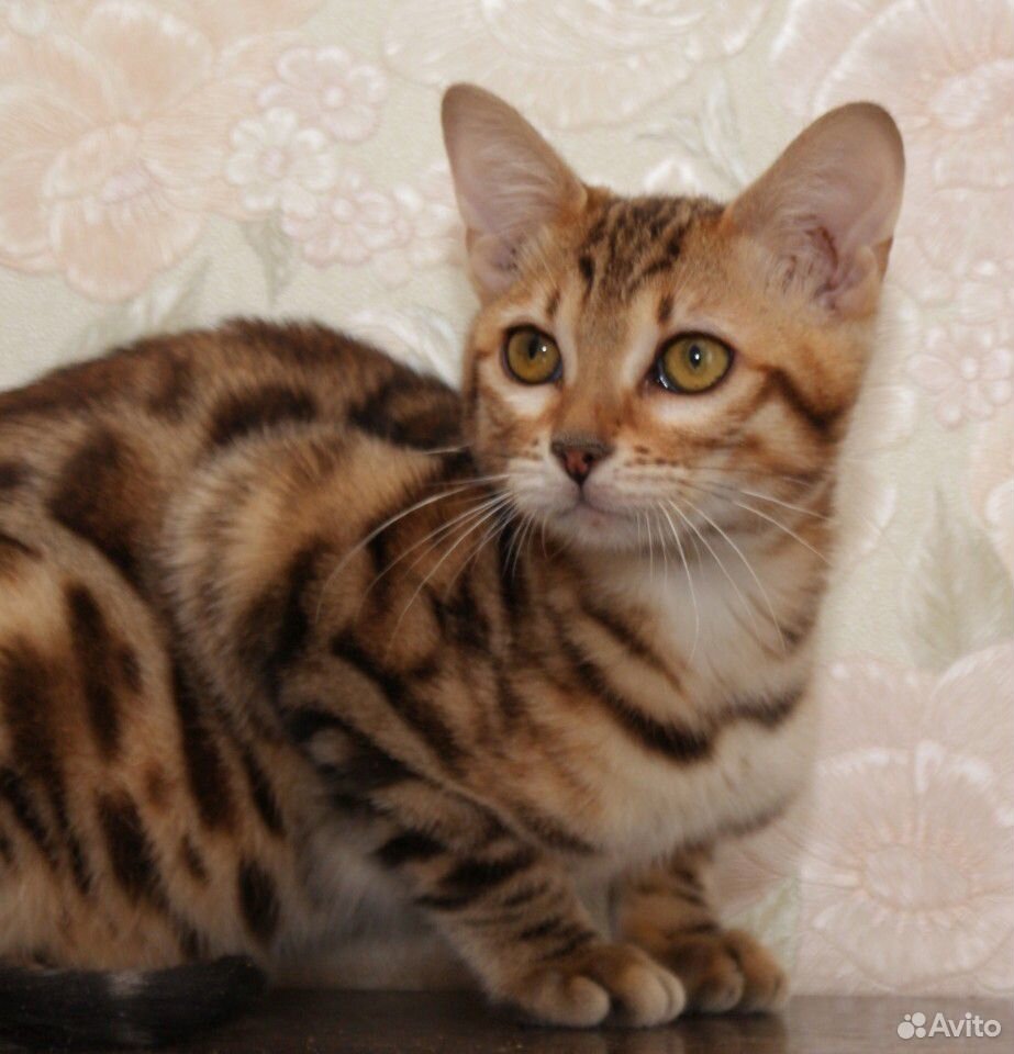 Бенгальская красотка