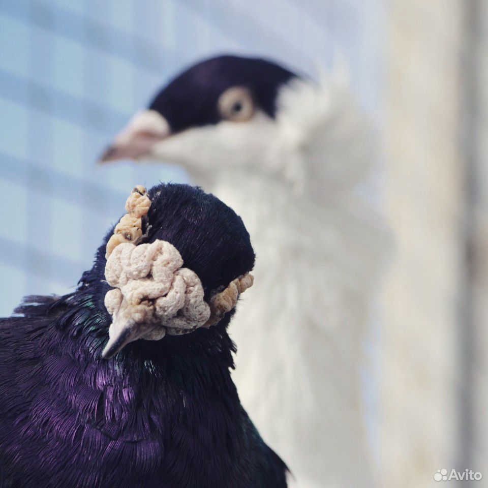 Голуби для дачи