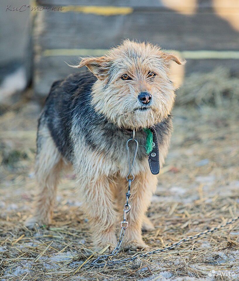 Собачка Чернышка