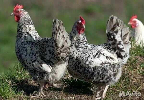 Яйцо Пушкинской породы кур