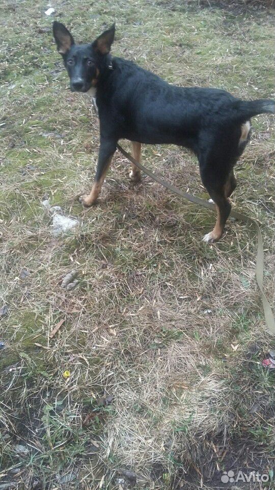 Ягдтерьер фонотип