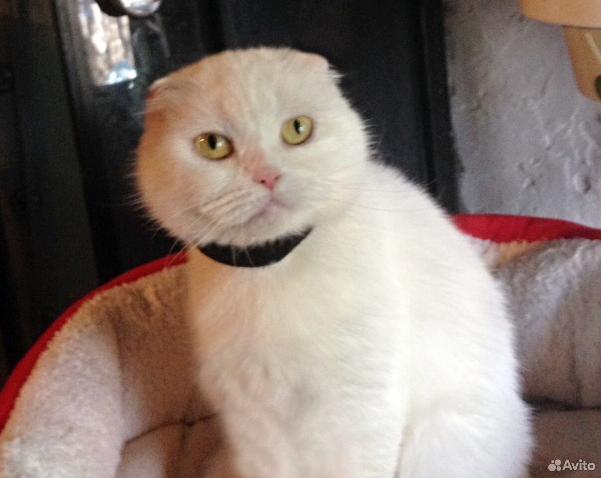 Кошечки Белоснежки