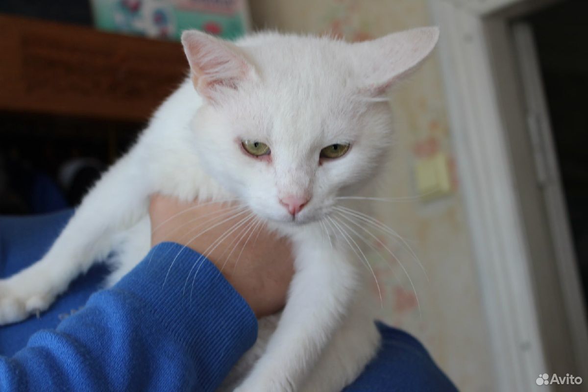 Котик