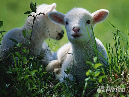 Козлята на продажу